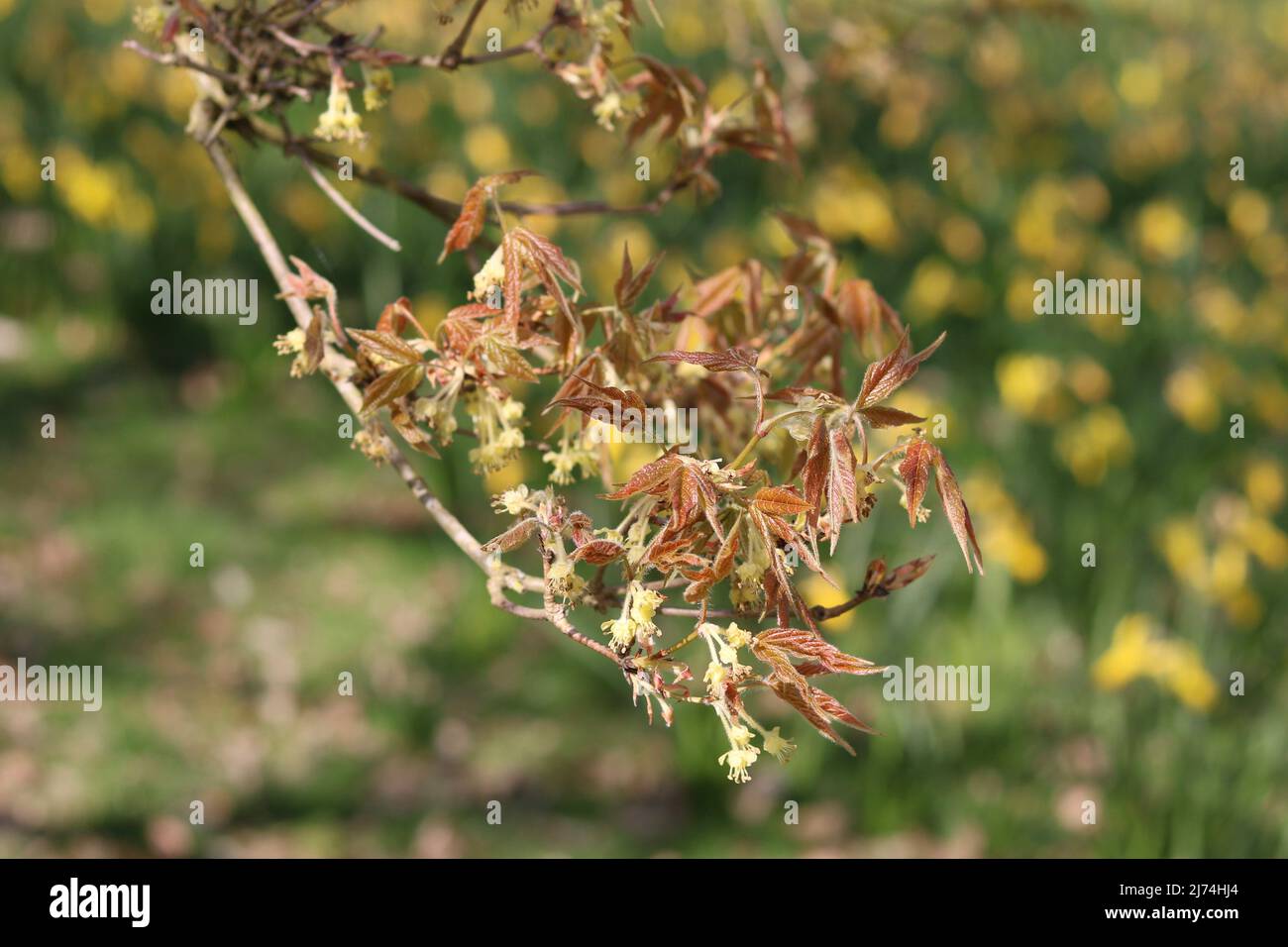 Copper coloured acer bush foliage in spring highlighted by bright sun ...