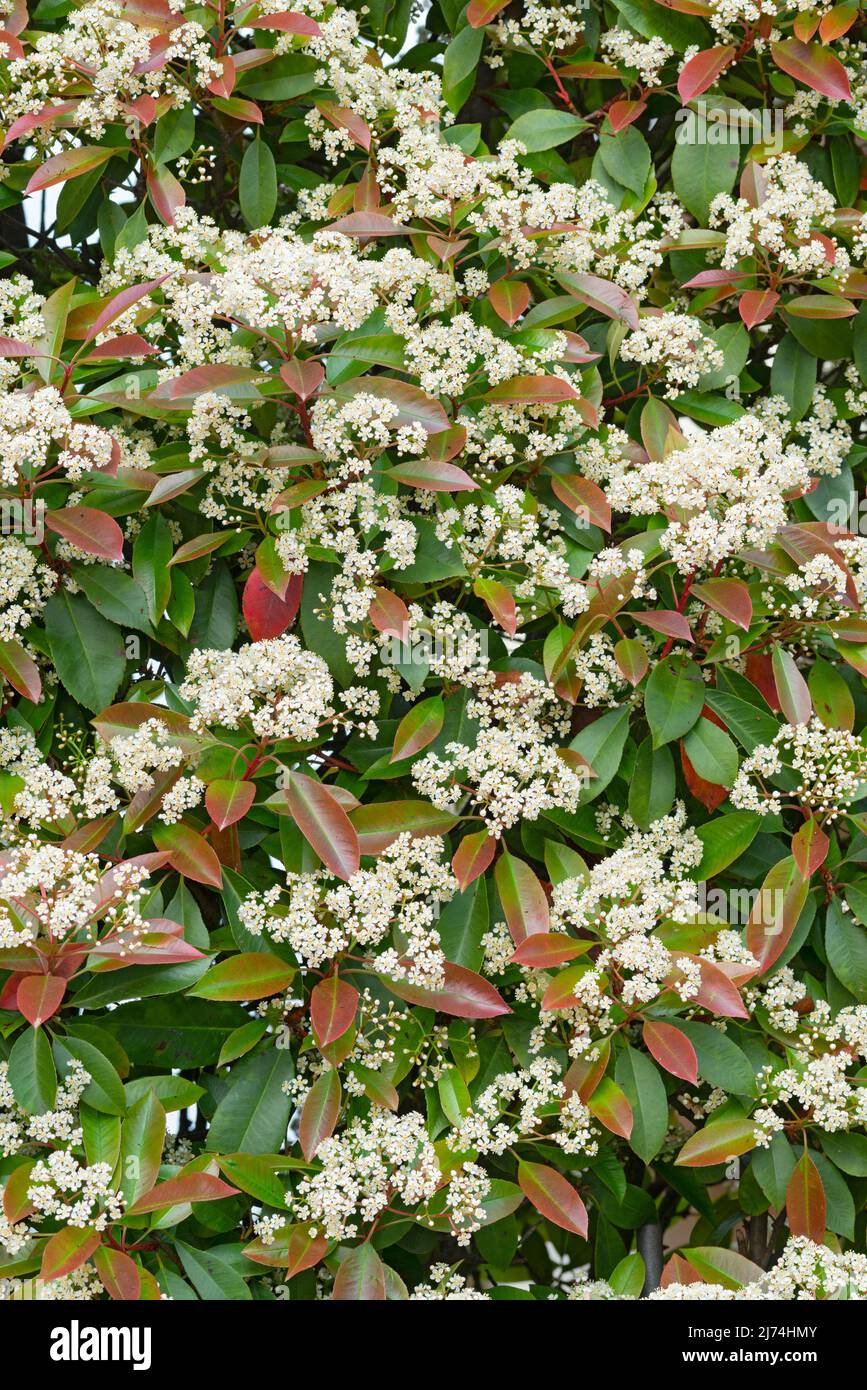 Italy, Lombardy, Photinia, Photinia Fraseri, Flowers Stock Photo - Alamy