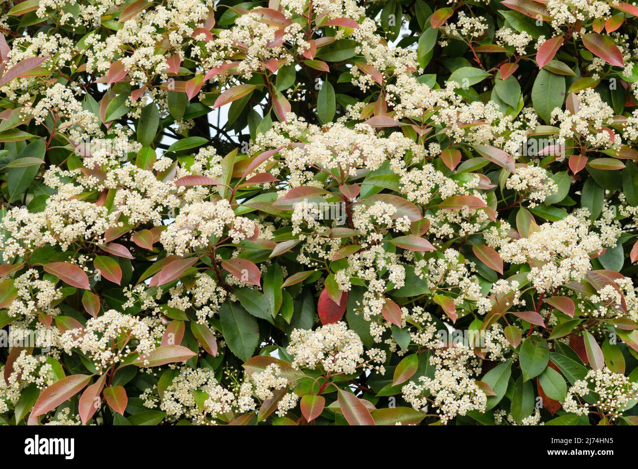 Italy, Lombardy, Photinia, Photinia Fraseri, Flowers Stock Photo - Alamy