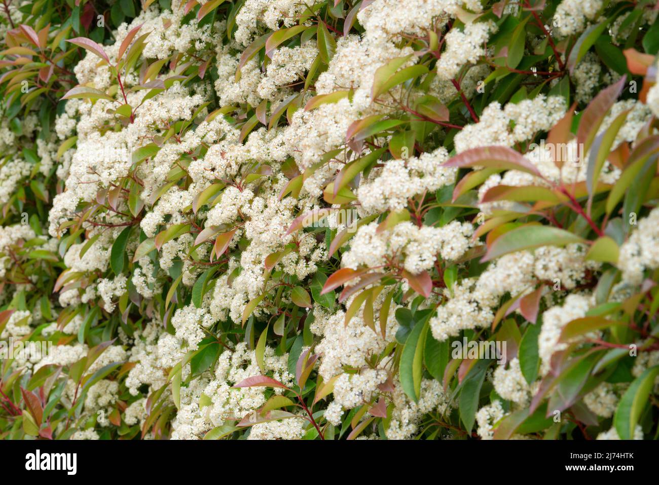 Italy, Lombardy, Photinia, Photinia Fraseri, Flowers Stock Photo - Alamy