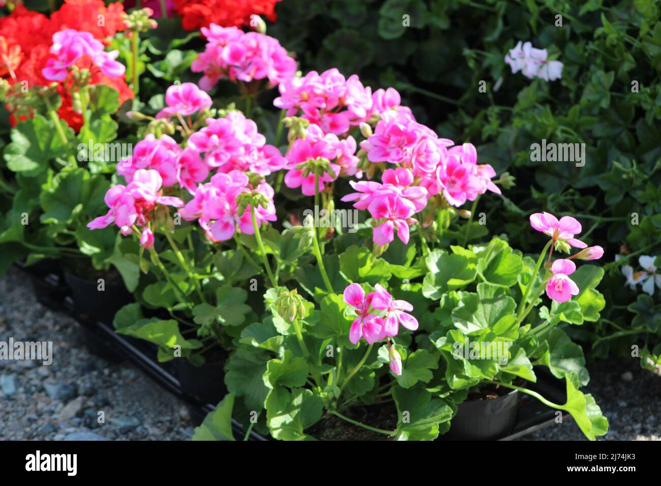 Colorati hi-res stock photography and images - Alamy