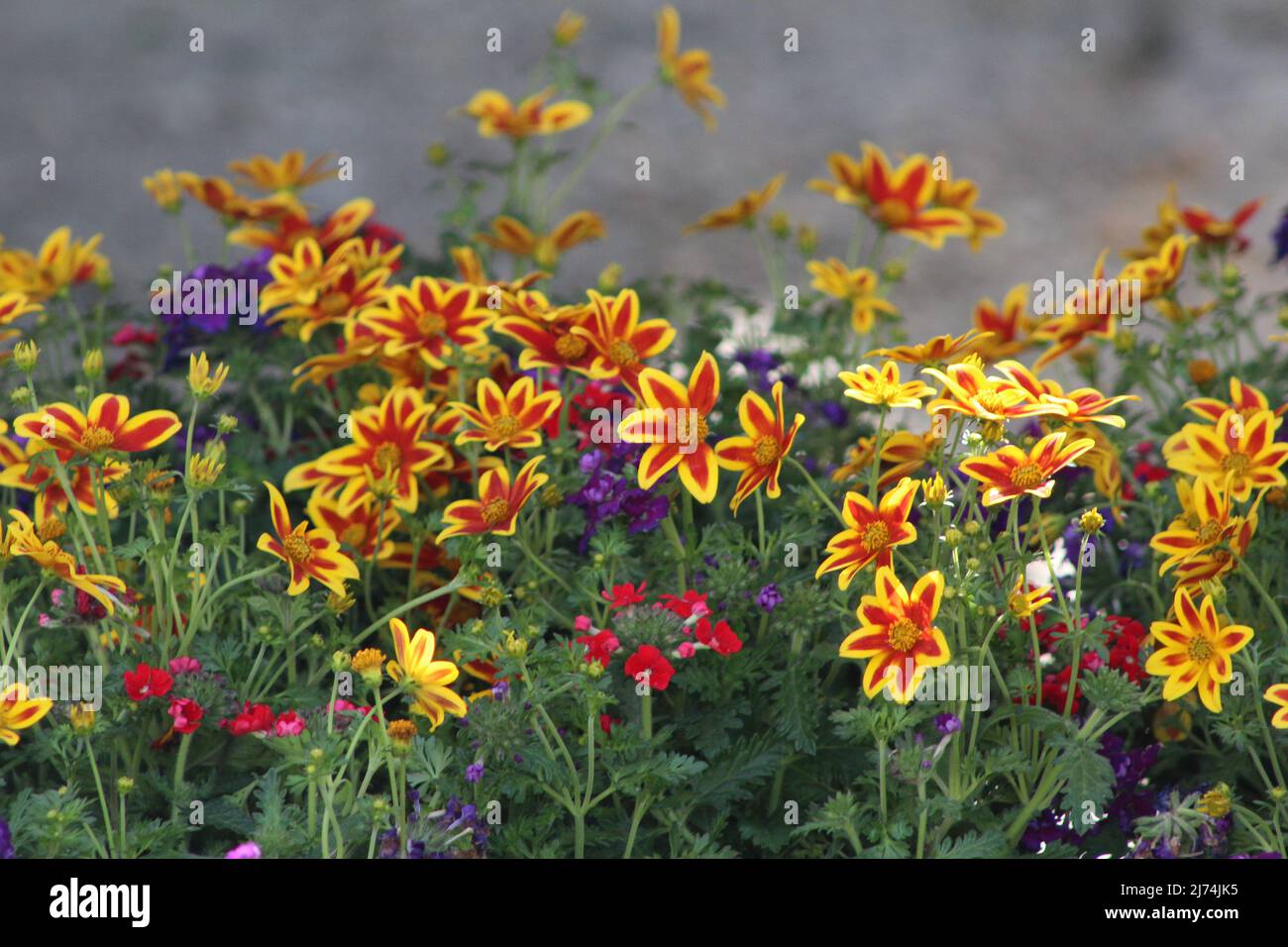Colorati hi-res stock photography and images - Alamy