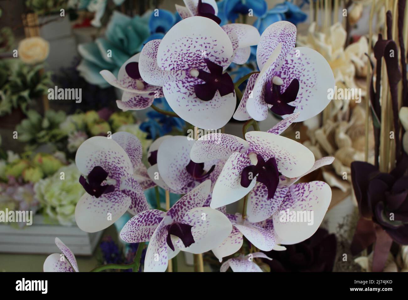 Colorati hi-res stock photography and images - Alamy