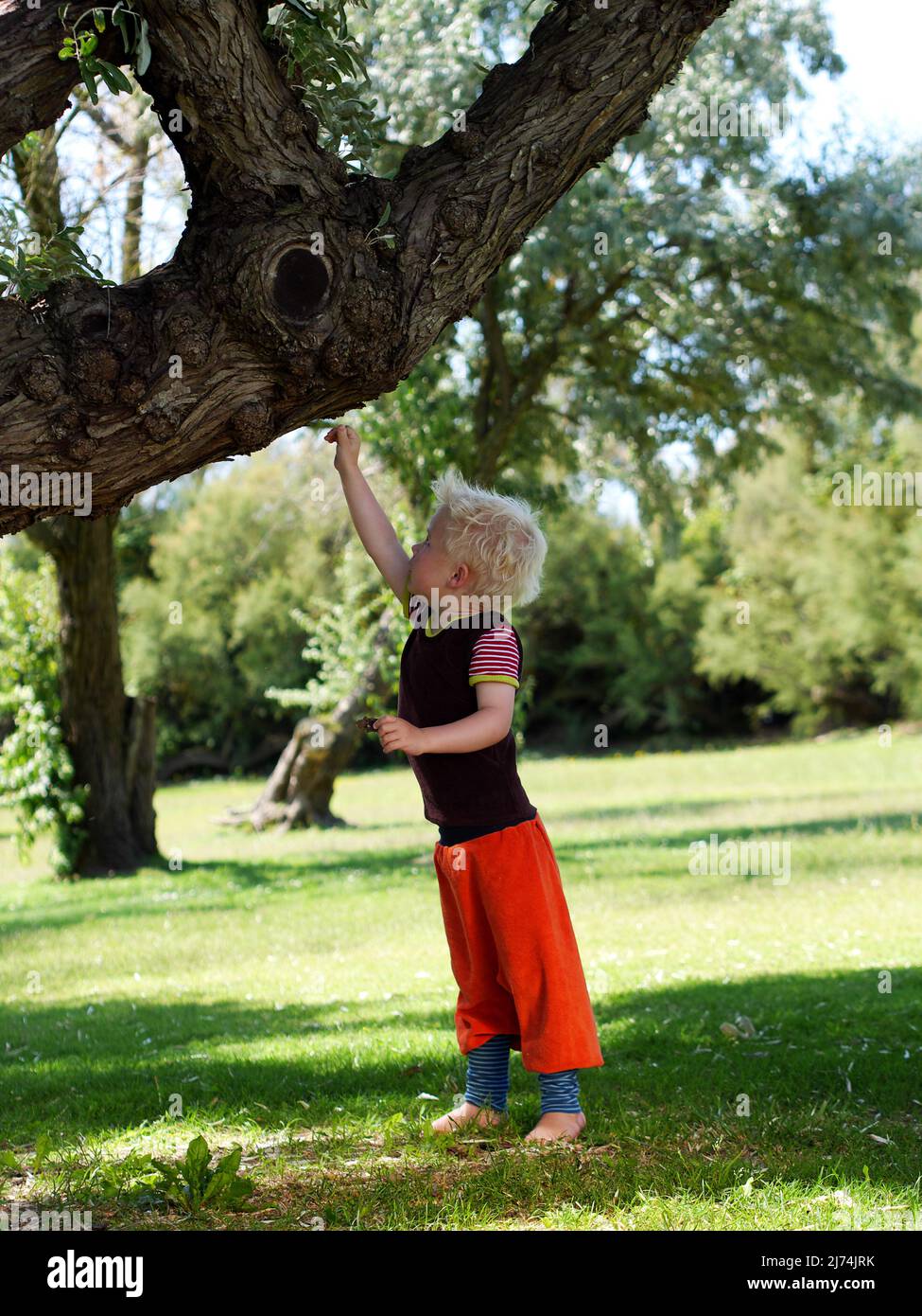 fair haired boy is touching a tree in the garden Stock Photo - Alamy