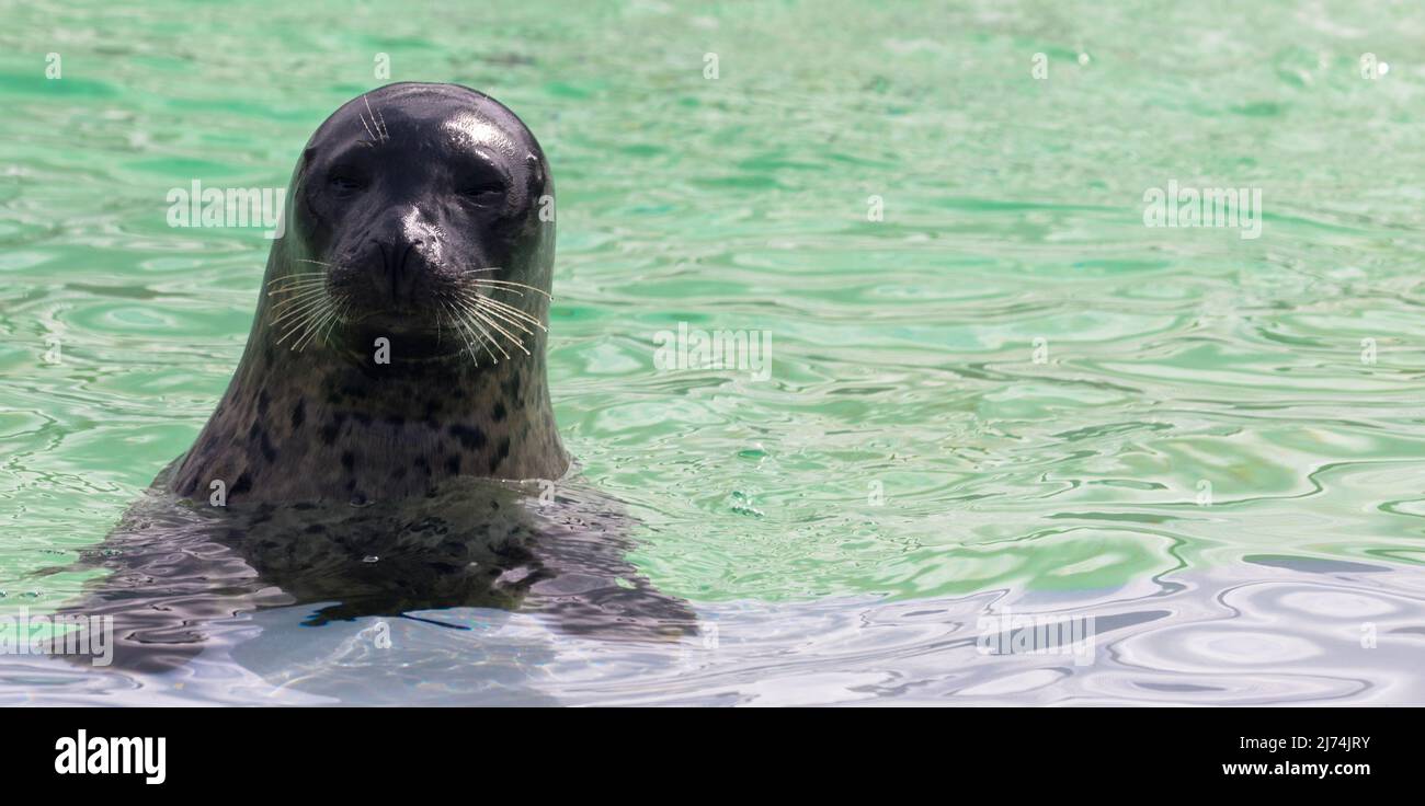 Close up of the head of a cute harbour or common seal in Seal Sanctuary ...