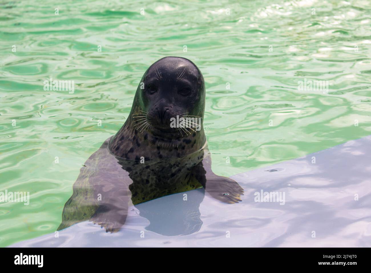 Close up of the head of a cute harbour or common seal in Seal Sanctuary ...