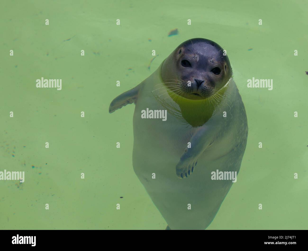 Close up of the head of a cute harbour or common seal in Seal Sanctuary ...