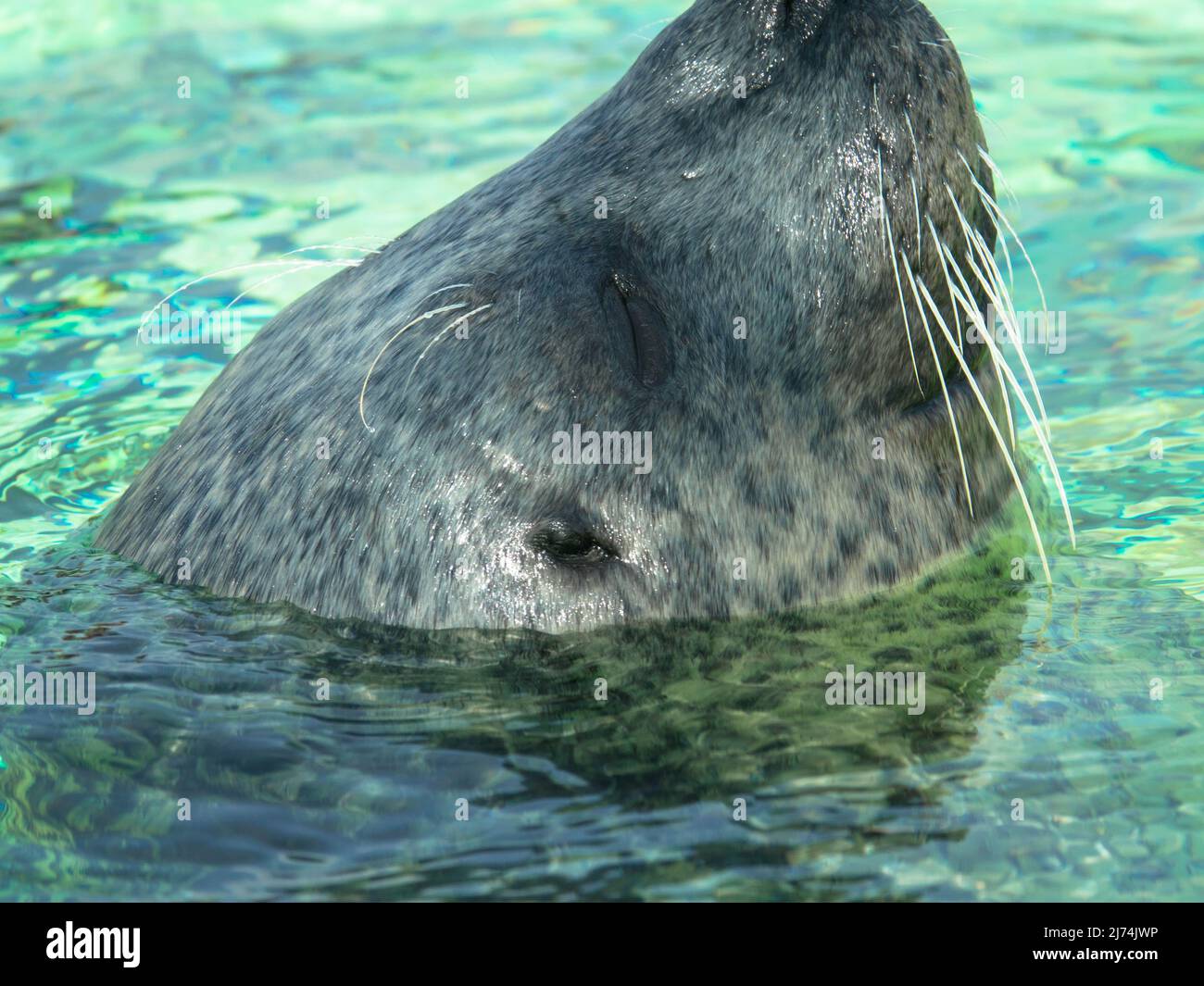 Close up of the head of a cute harbour or common seal in Seal Sanctuary ...