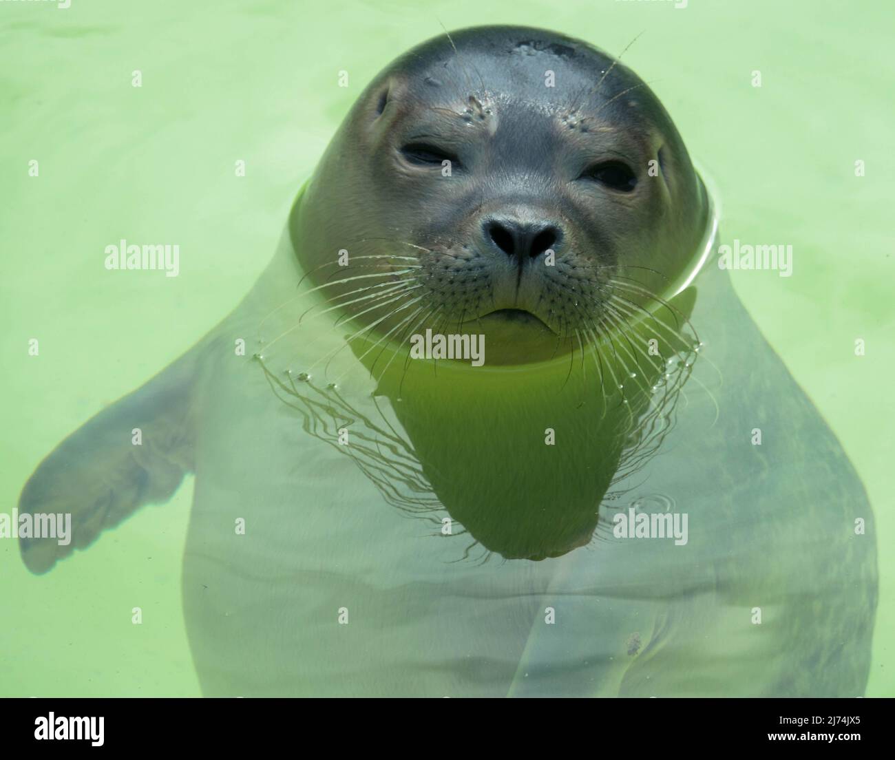 Texel island seals hi-res stock photography and images - Alamy