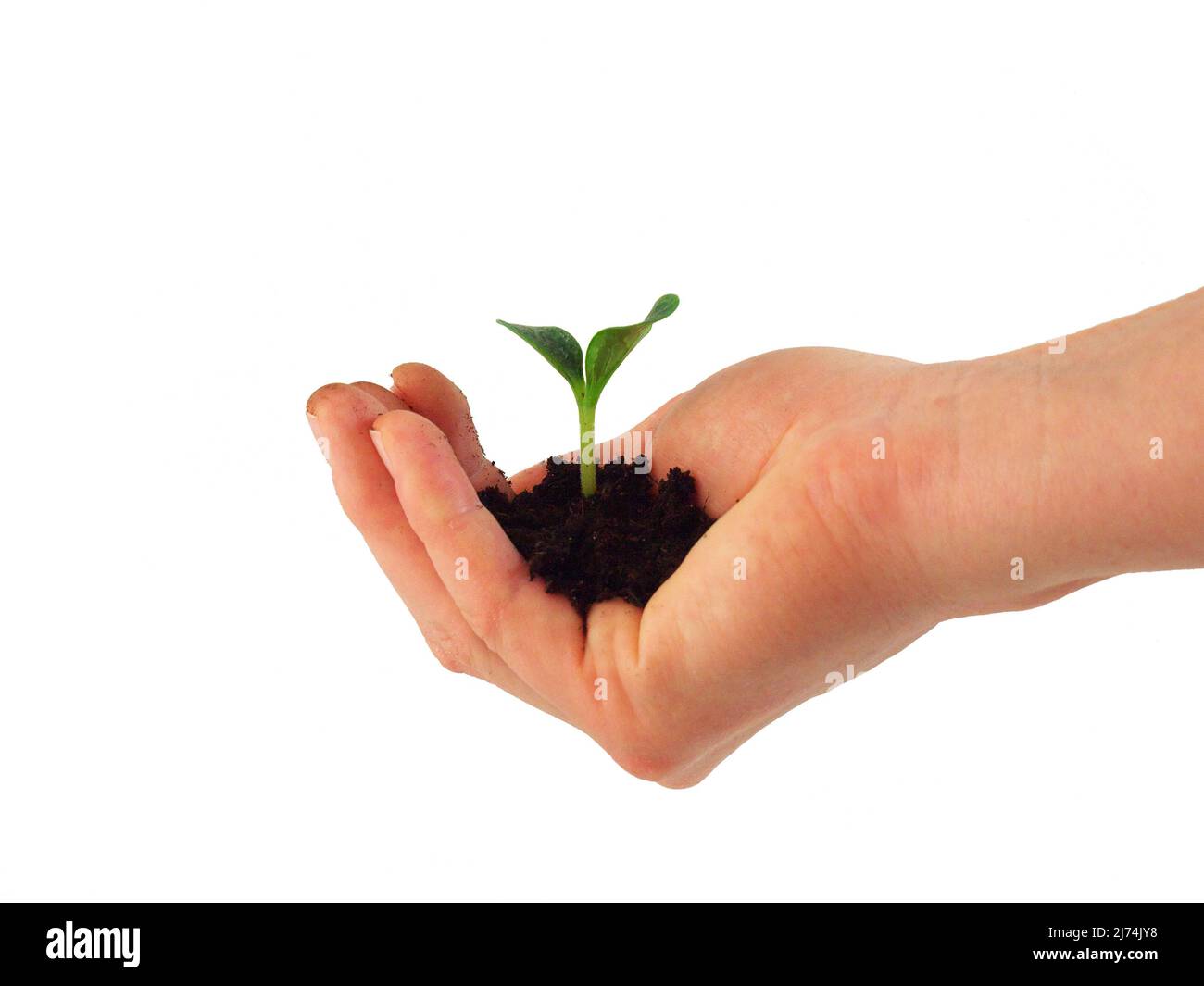 Hand hält Pflanze Stock Photo - Alamy