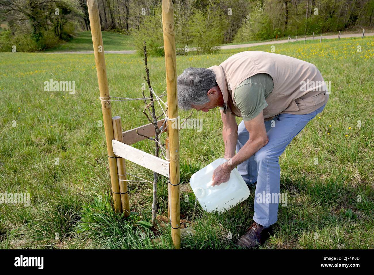 Older man gives water and is caring young walnut tree with tree support ...