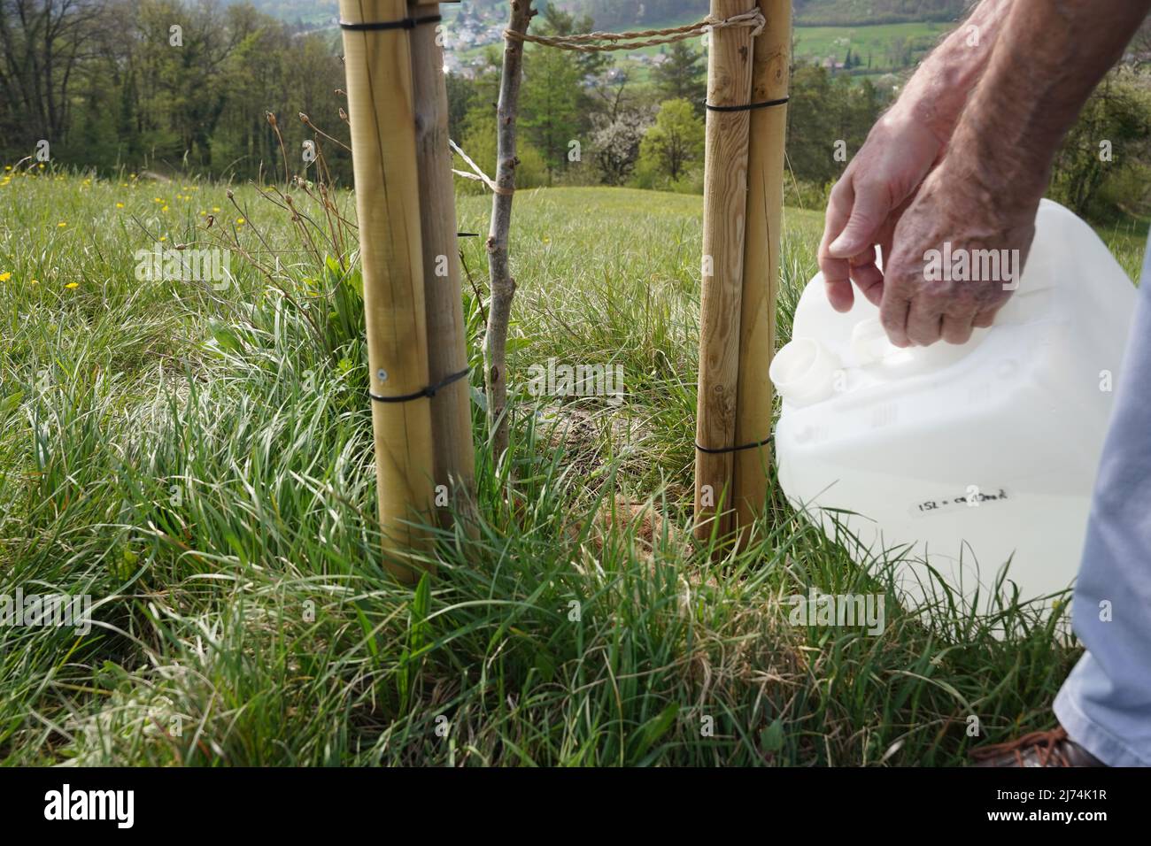 Hands of senior man, giving water with canister to young walnut tree in ...