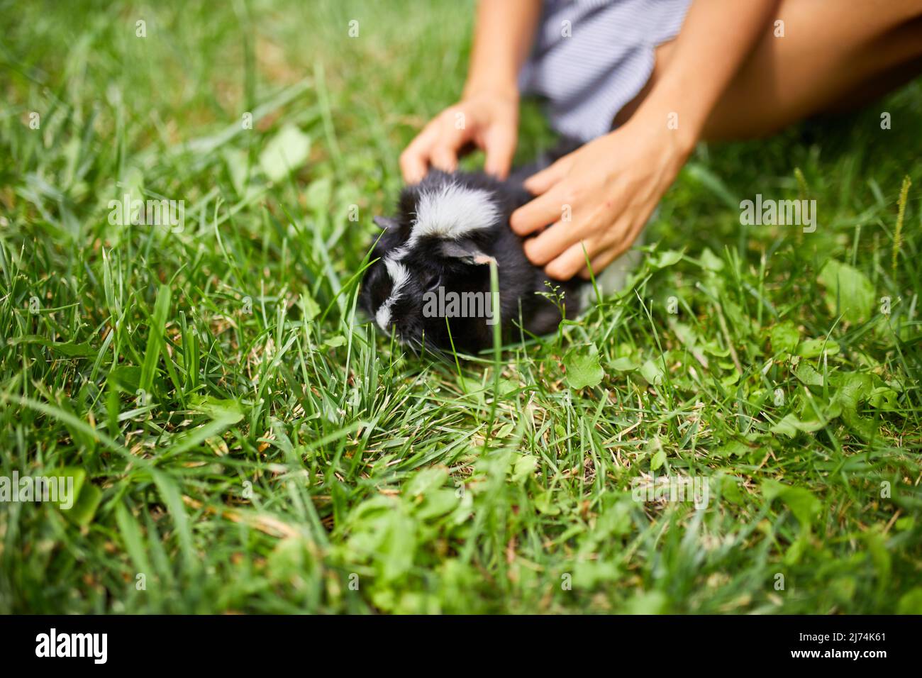 A little girl play with Black Guinea pig sitting outdoors in summer ...