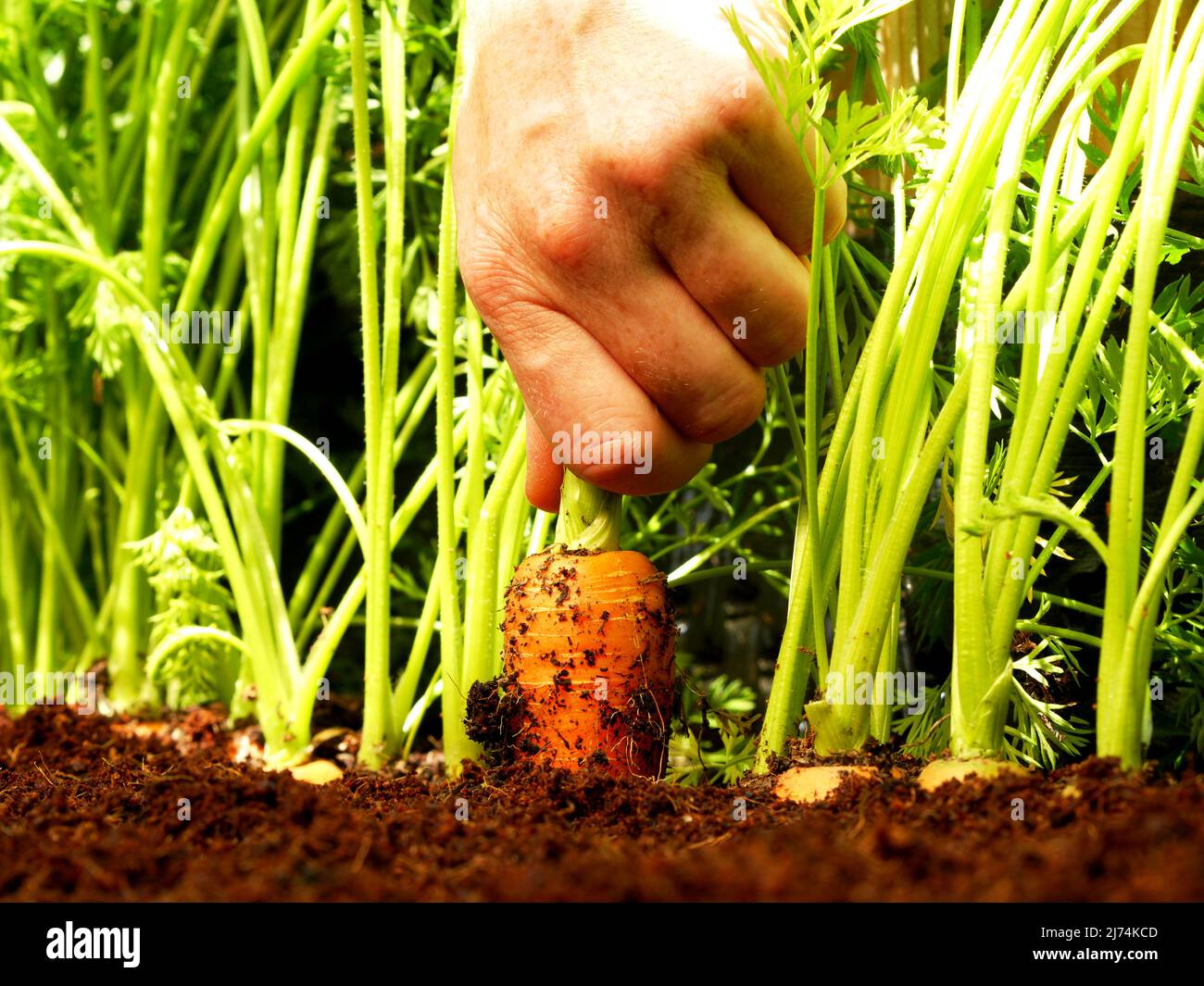 Closeup of a hand pulling a carrot out of a raised bed Stock Photo - Alamy
