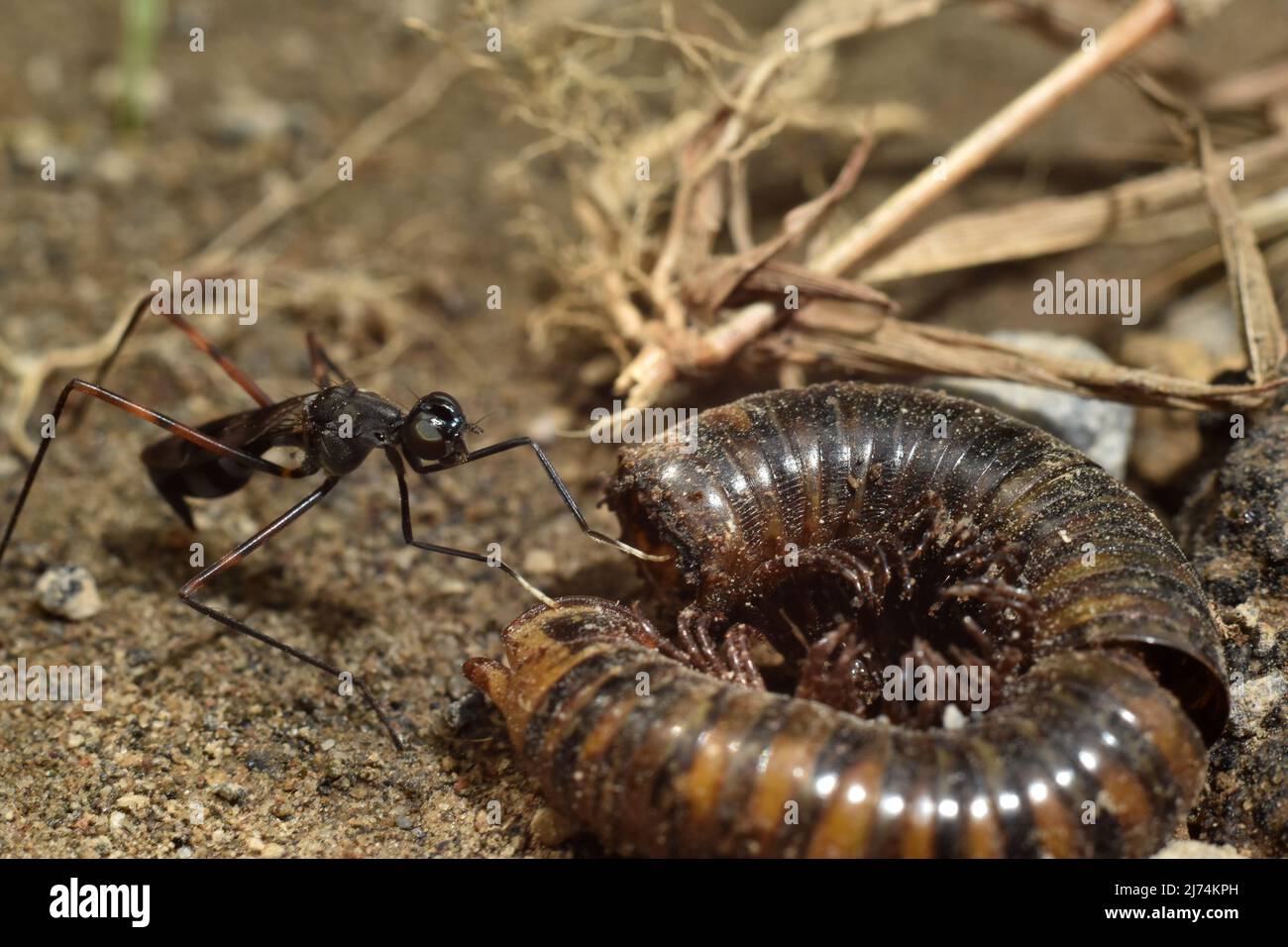 Millipede life cycle hi-res stock photography and images - Alamy