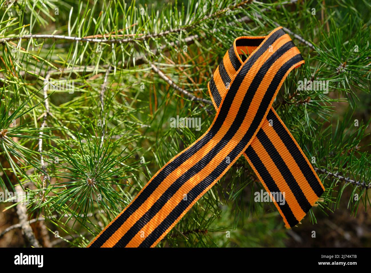 St. George ribbon hanging on green pine branch Stock Photo - Alamy