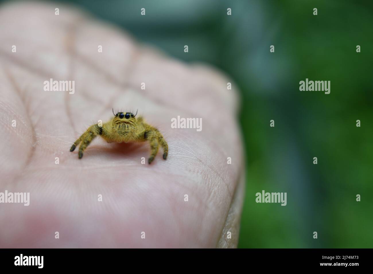 Close up photo of jumping spider on hand Stock Photo - Alamy