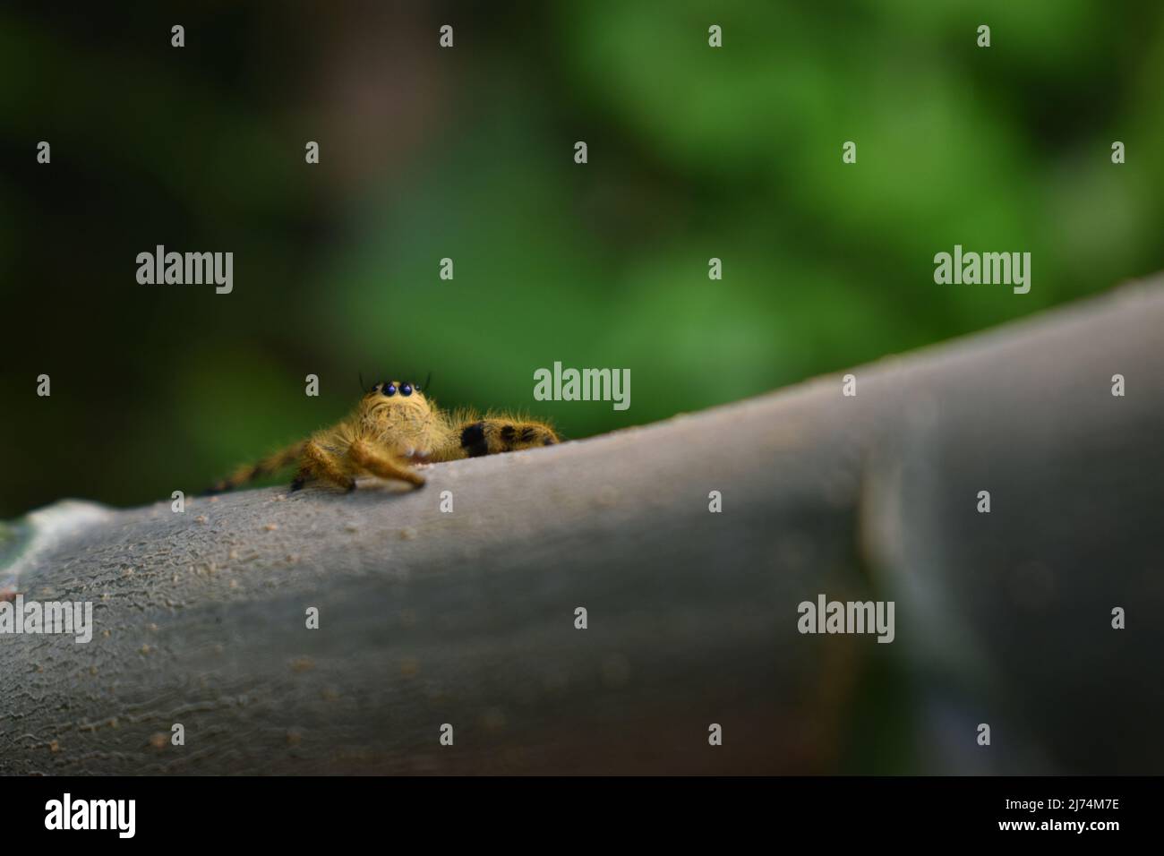 Close up photo of jumping spider crawling on plant stem Stock Photo - Alamy
