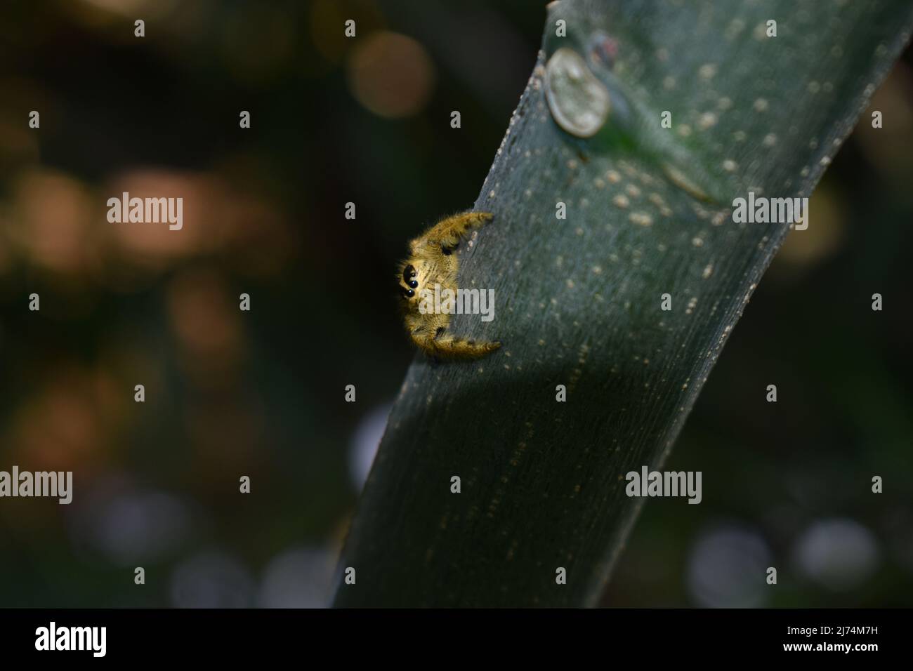 Close up photo of jumping spider crawling on plant stem Stock Photo - Alamy