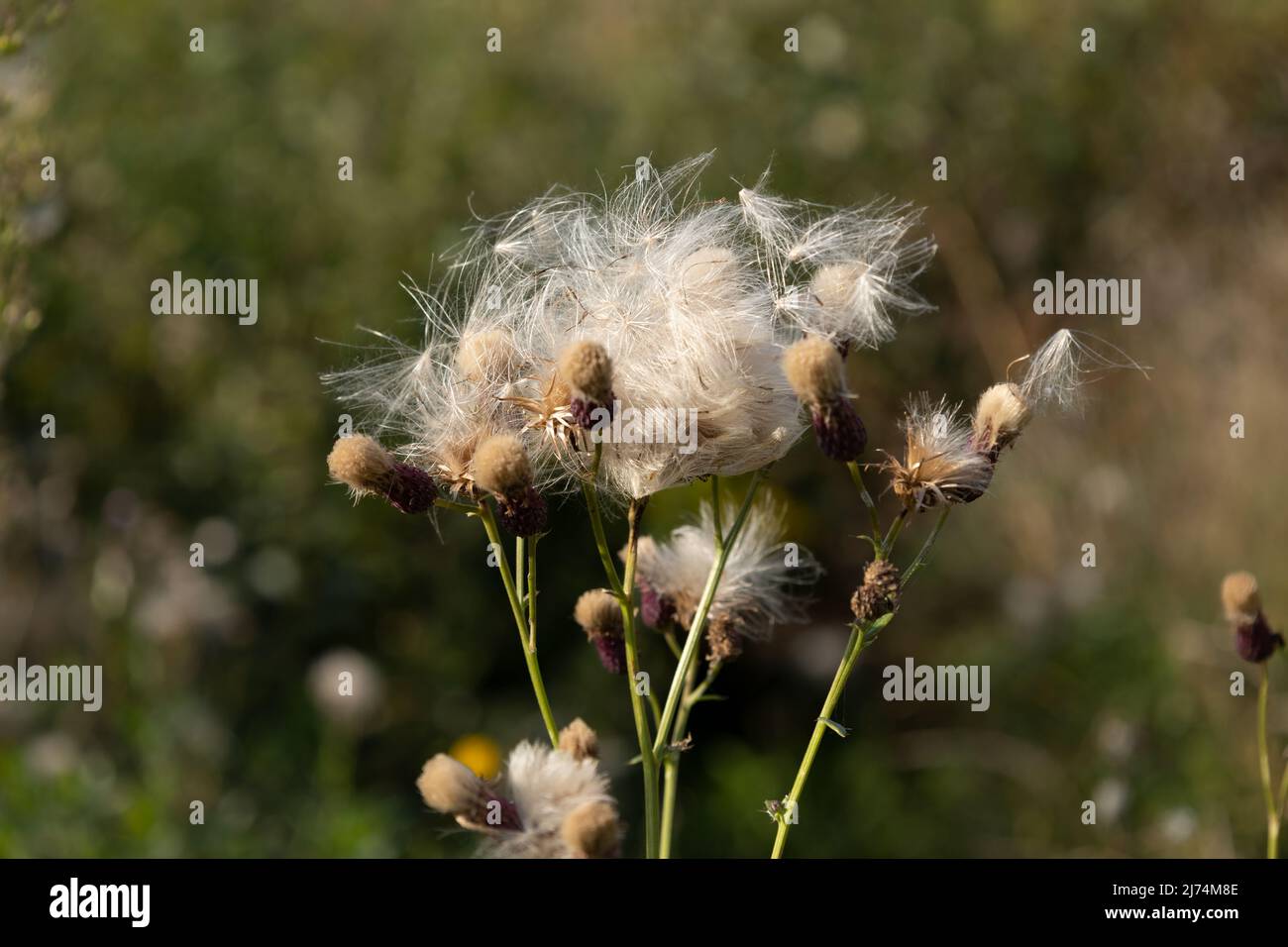 The Cirsium arvense or creeping thistle from the Asteraceae family. Dry ...