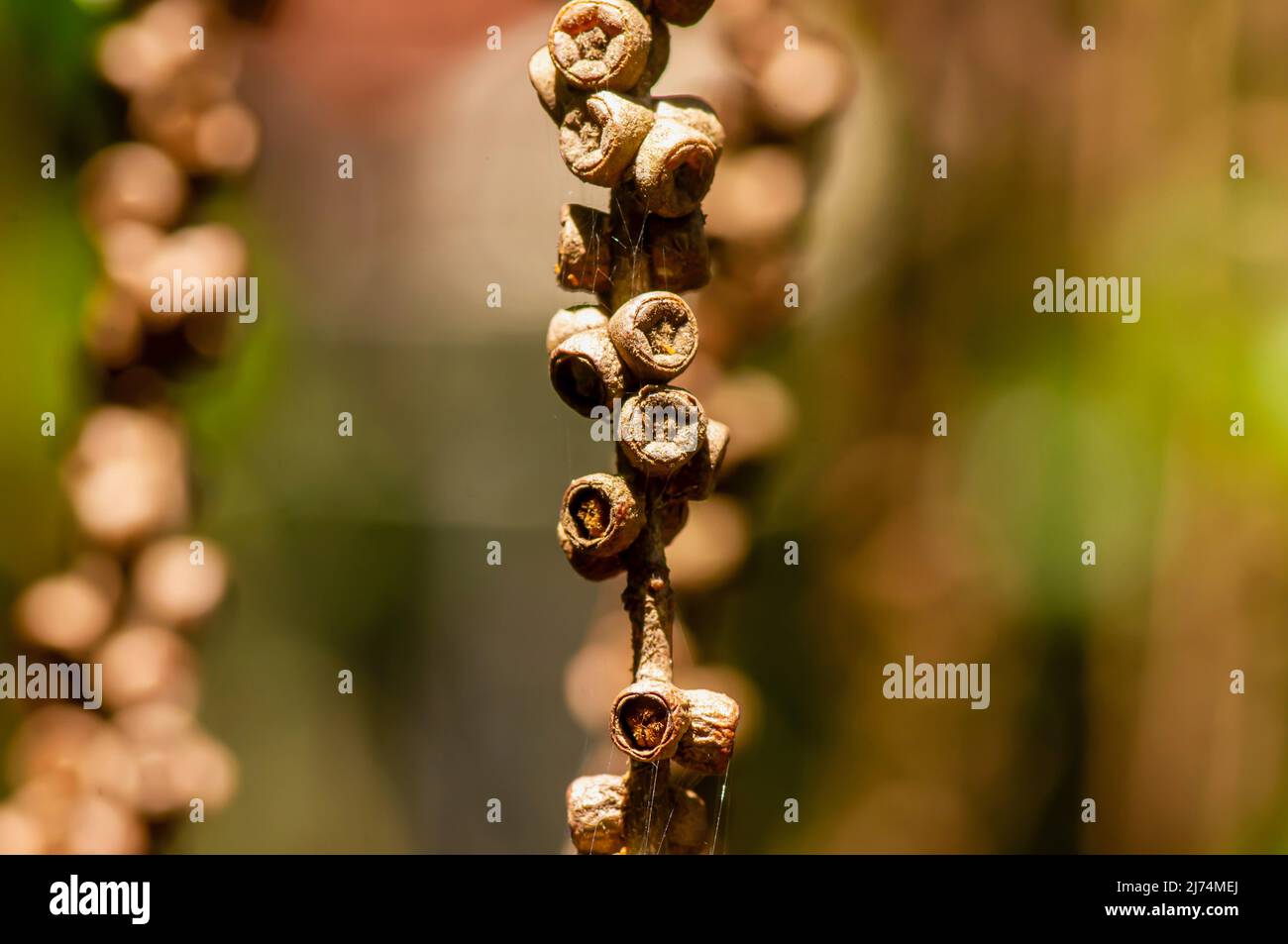 Close up of Melaleuca cajuputi seeds, commonly known as cajuput Stock ...