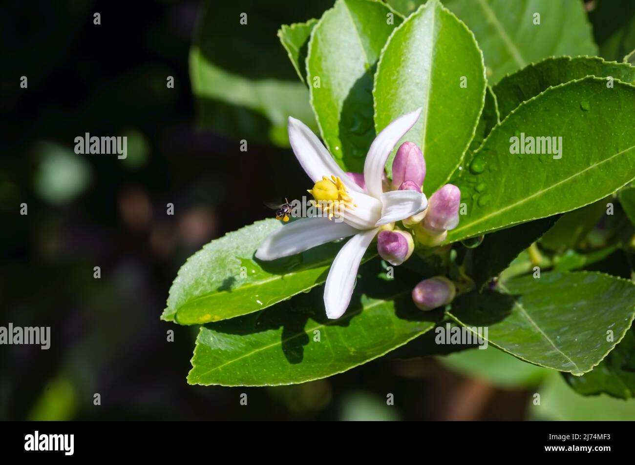 Lemon (Citrus limon) pink white flowers and green leaves Stock Photo ...