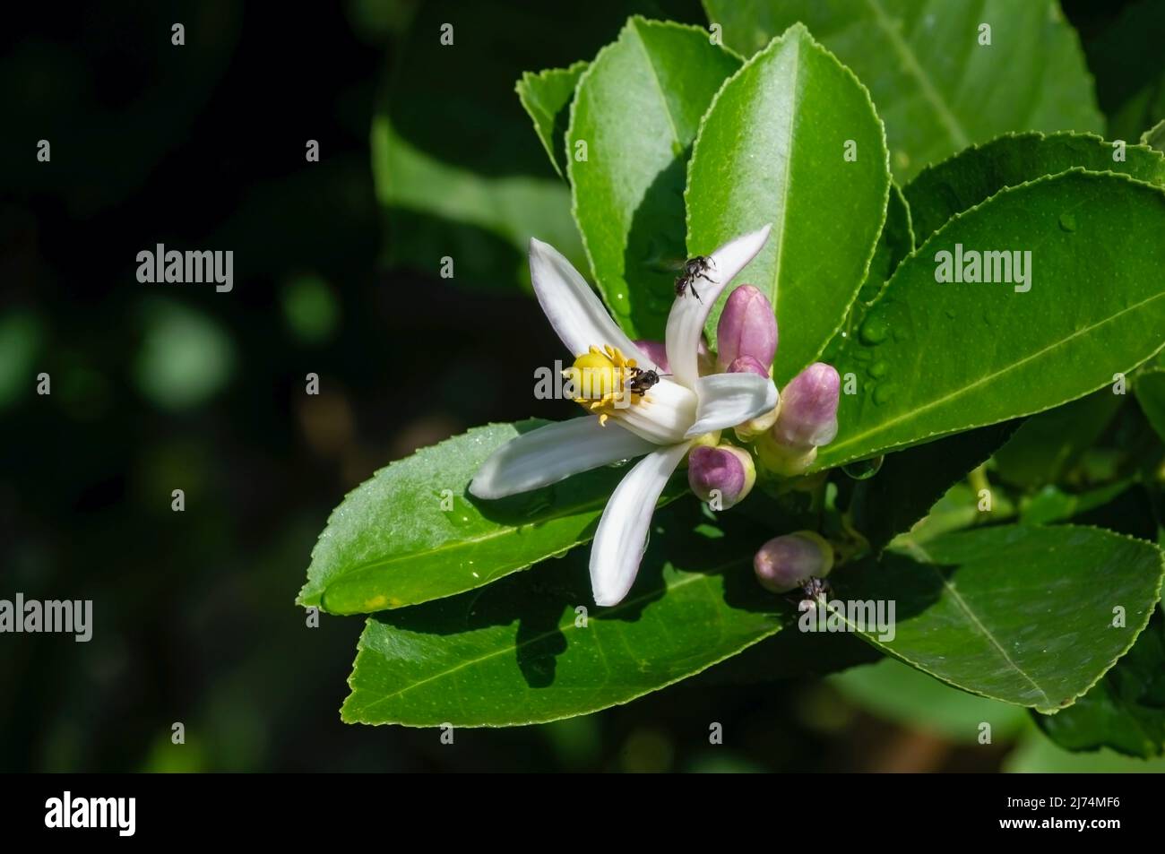 Lemon (Citrus limon) pink white flowers and green leaves Stock Photo ...
