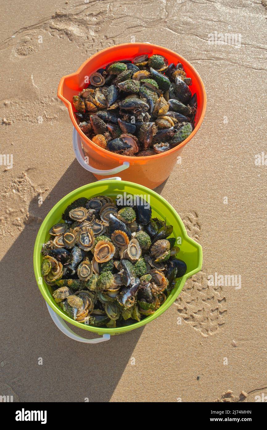 limpets, true limpets (Patellidae), Two buckets full of limpets on the ...