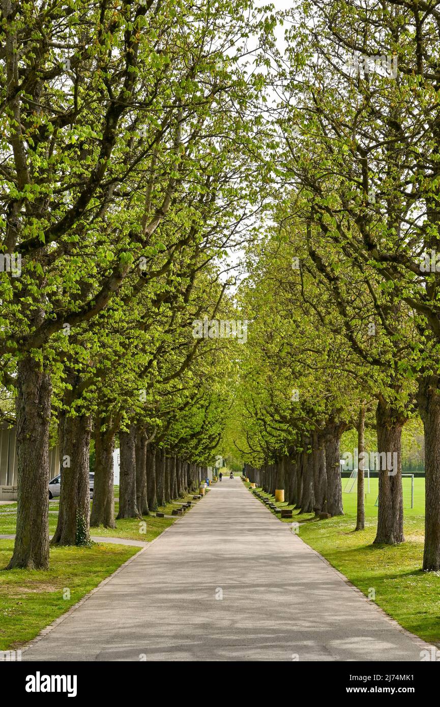 Basel, Switzerland - April 2022: Avenue of trees in the Merian Gardens ...