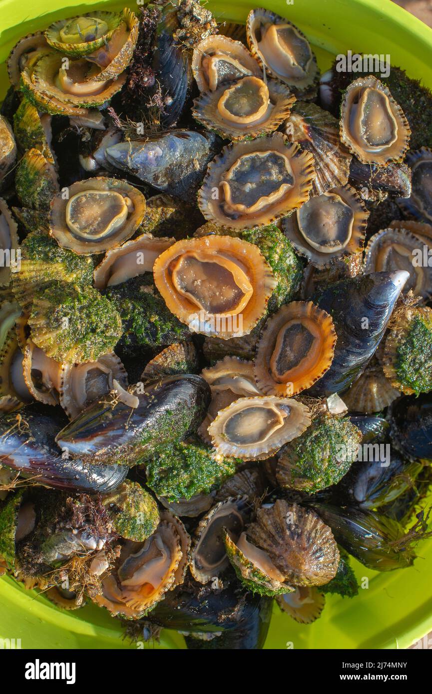 True limpets hi-res stock photography and images - Alamy