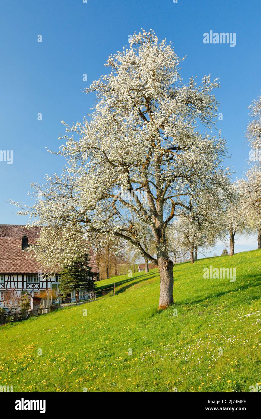 Pear trees farmhouse in spring hi-res stock photography and images - Alamy