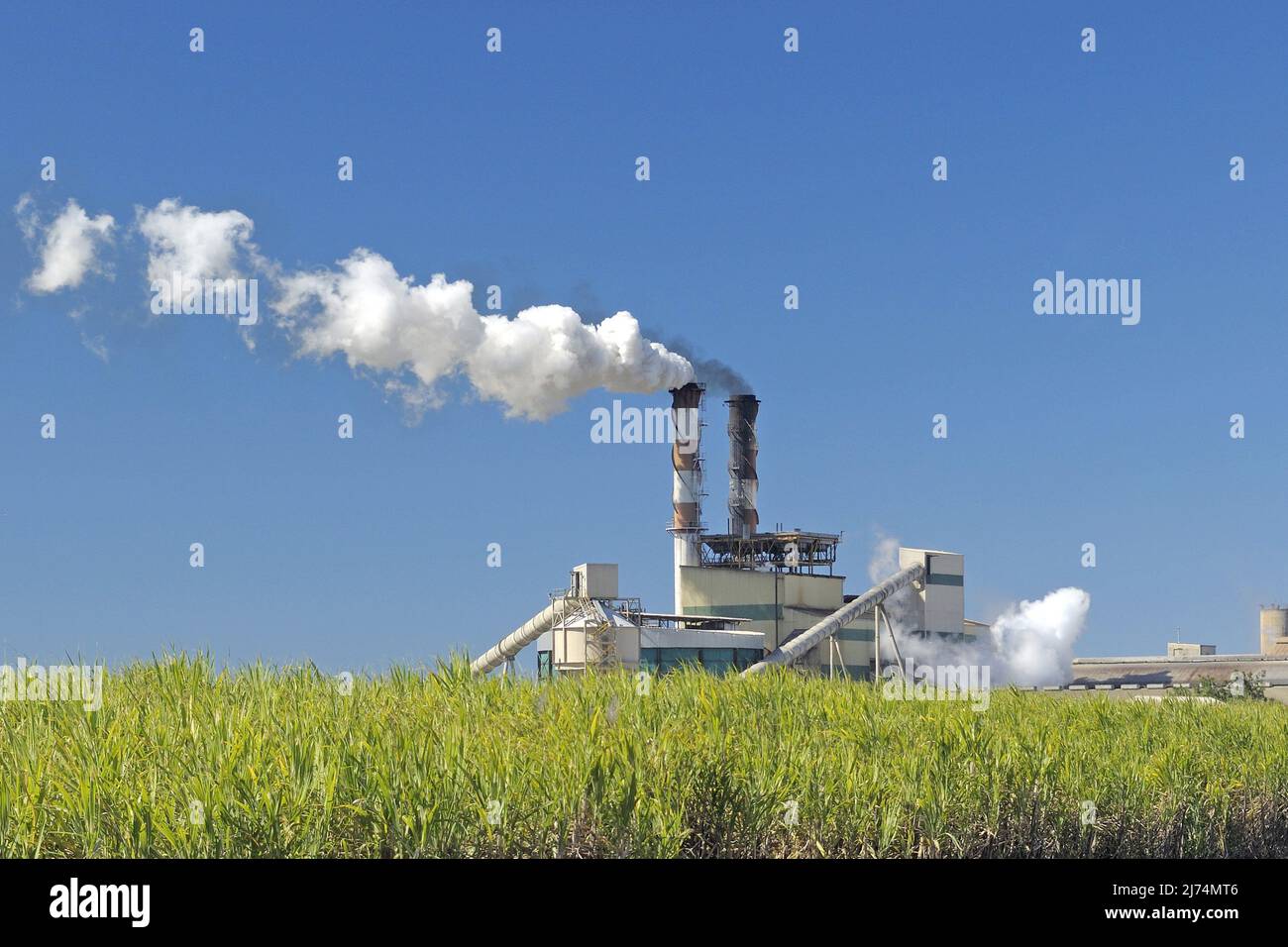 sugar cane (Saccharum officinarum), sugar cane field and sugar refinery ...
