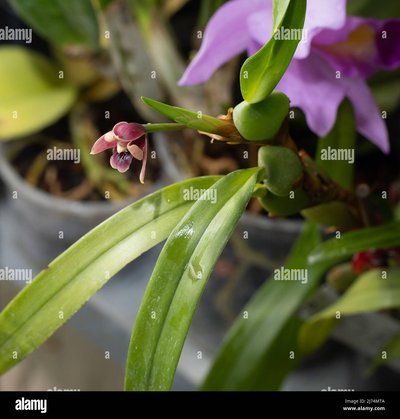 Mini orchid pink, purple yellow. Dwarf small size. Orchids flower bud ...