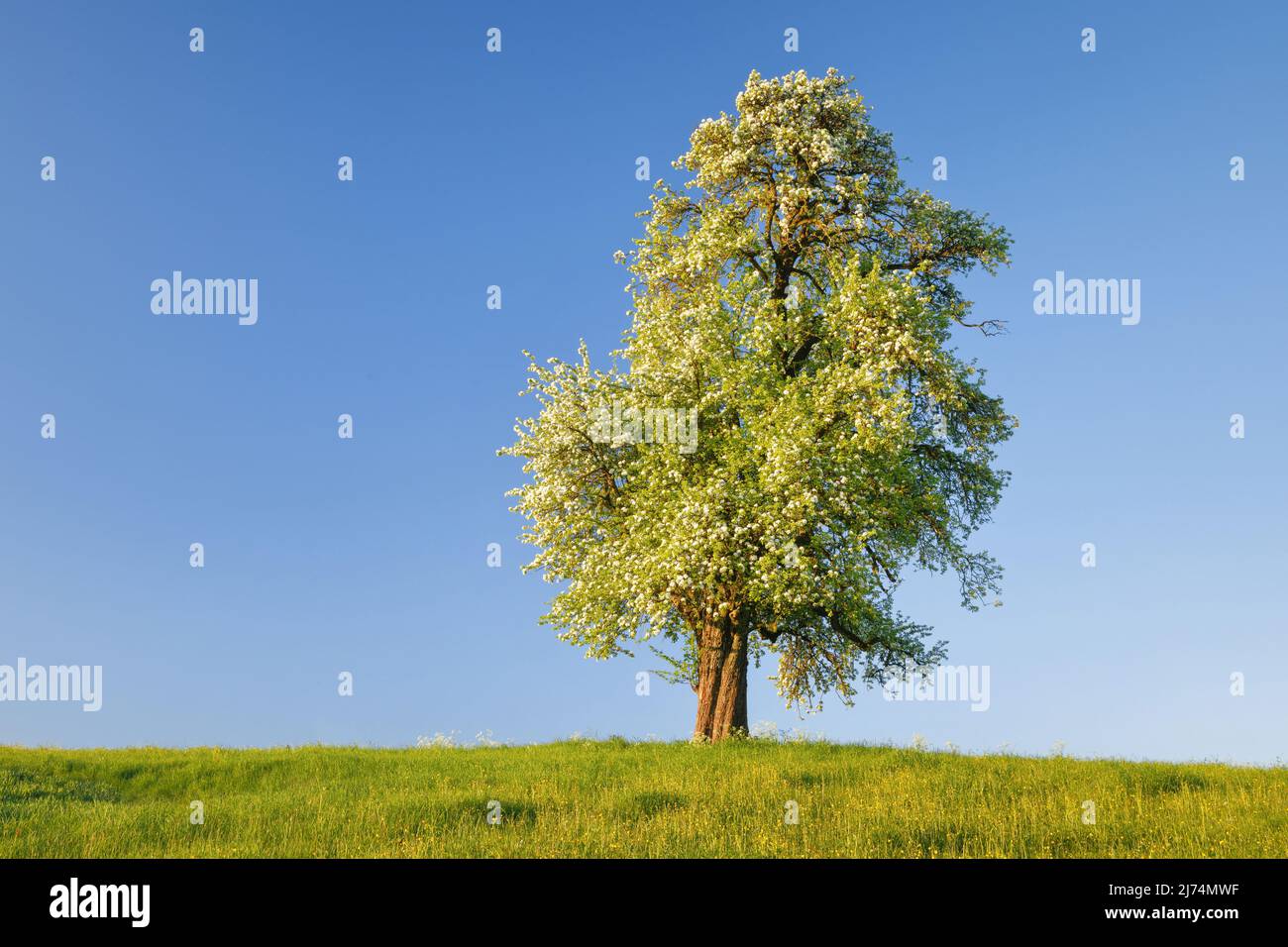 Pear tree warm light hi-res stock photography and images - Alamy