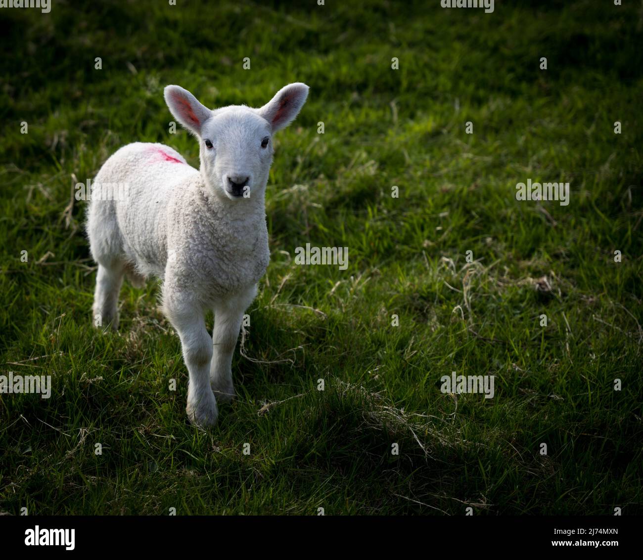 Scottish lambing hi-res stock photography and images - Alamy