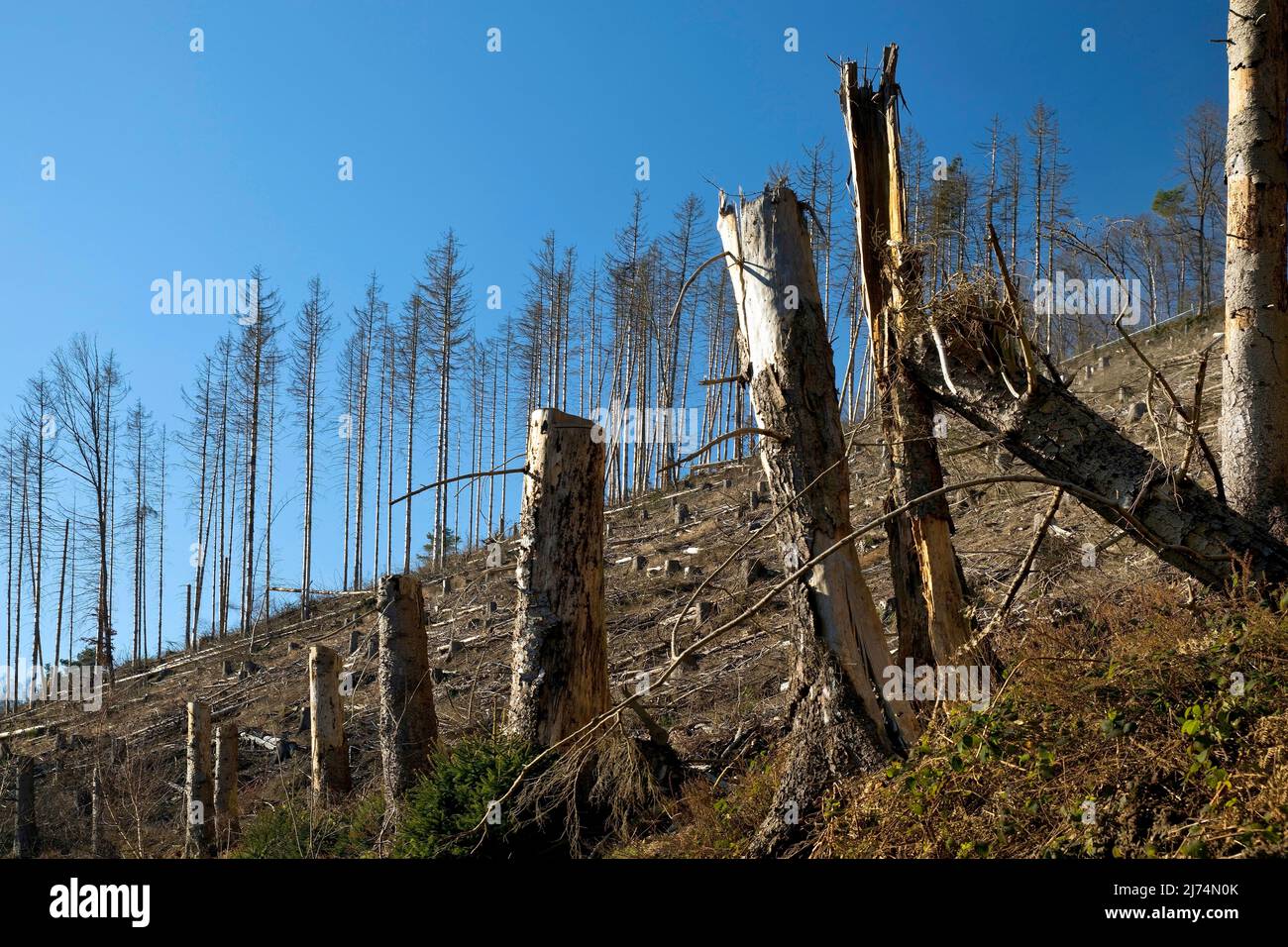 Norway spruce (Picea abies), dead spruces against a blue sky on the ...