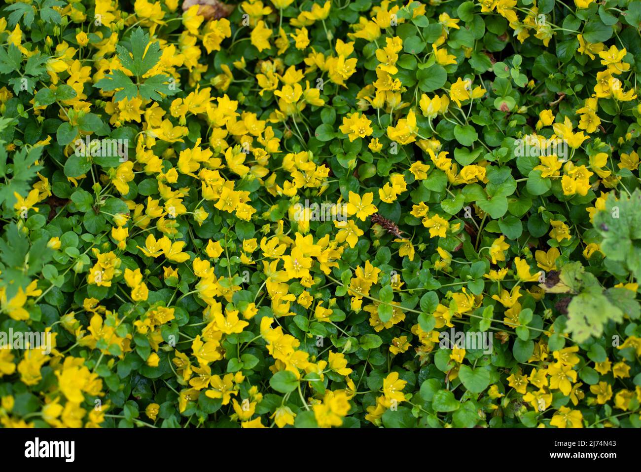 loosestrife moneywort blossom top view. Yellow small flower in nature ...