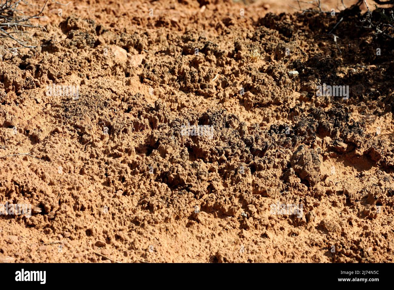 Living, cryptobiotic crust, composed of algae (cyanobacteria), lichens ...