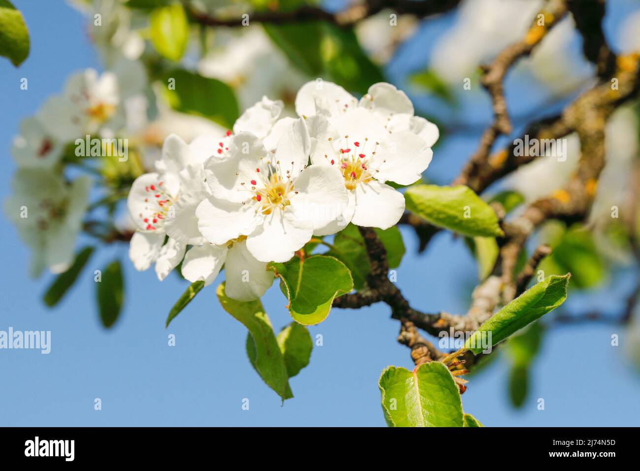 Common pear (Pyrus communis), flowers, Switzerland, Zuercher Oberland ...