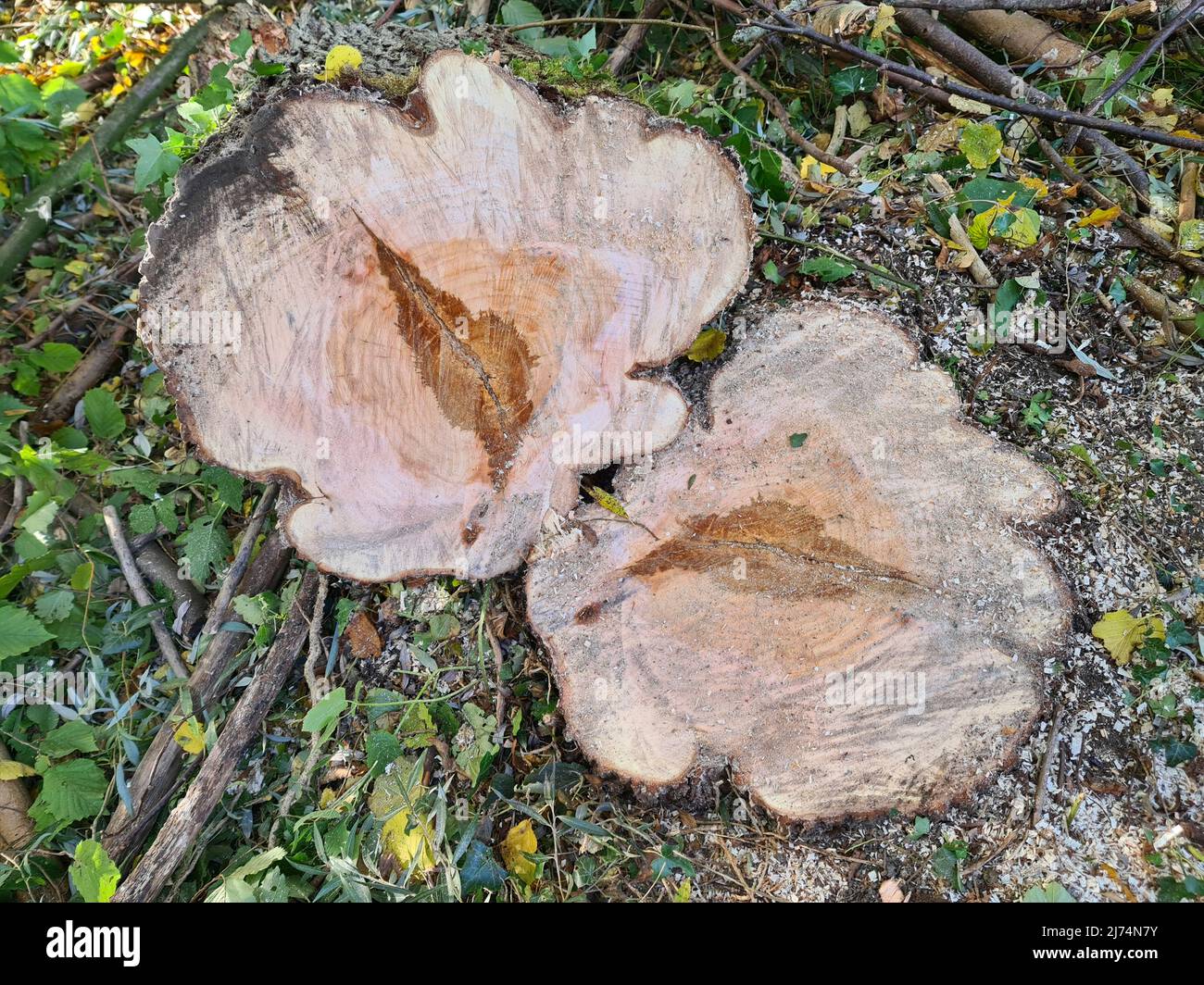 Tree heart rot hi-res stock photography and images - Alamy