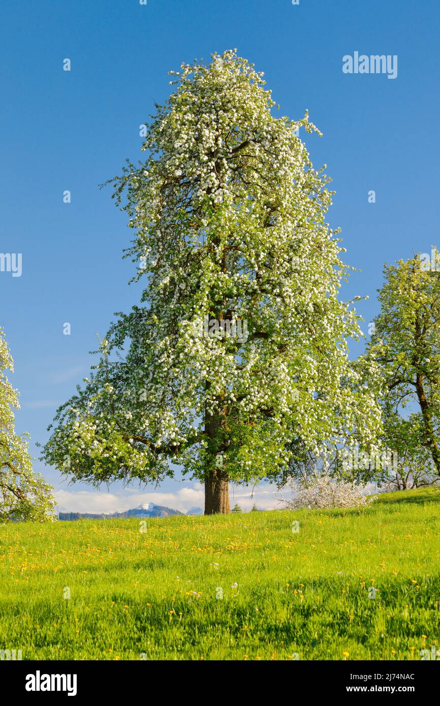 Common pear (Pyrus communis), Blooming pear tree in a green meadow ...