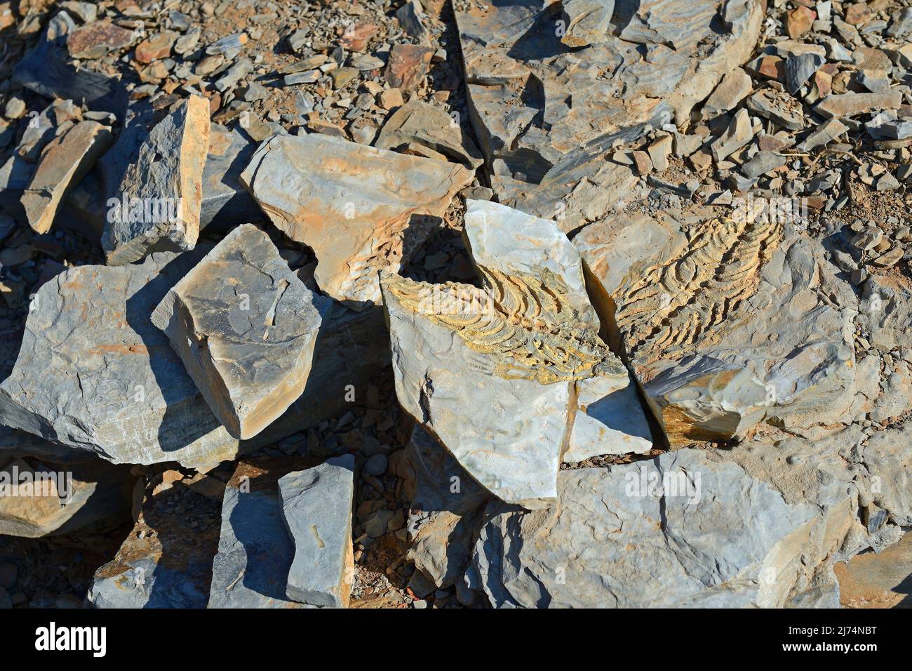 300 million year old fossils of Mesosaurus tenuidens near Keetmanshoop ...