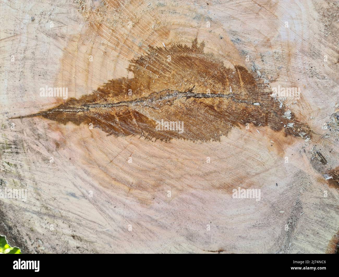 willow, osier (Salix spec.), tree slice with core rot, Germany Stock ...
