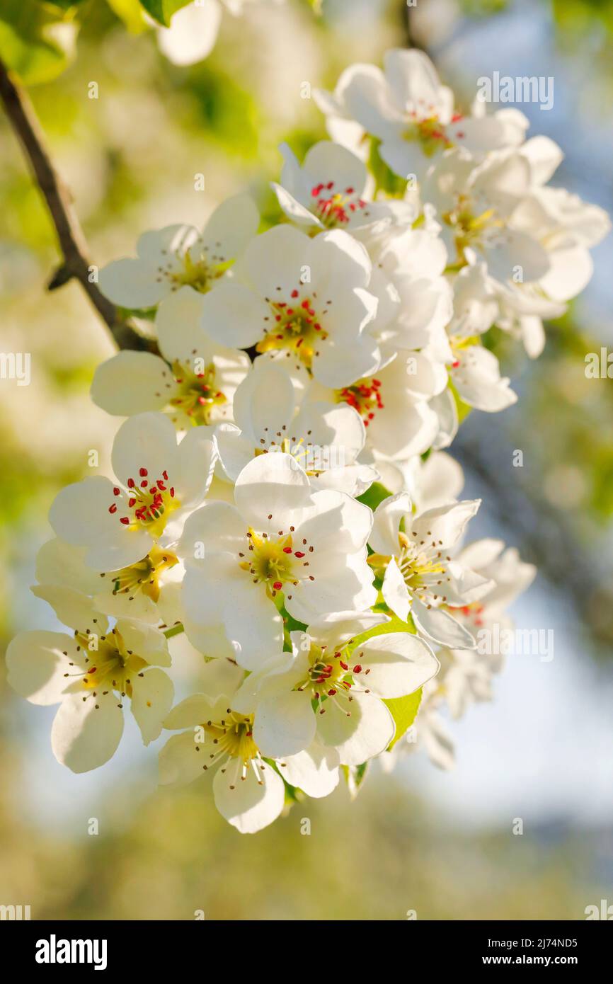 Common pear (Pyrus communis), flowers, Switzerland, Zuercher Oberland ...