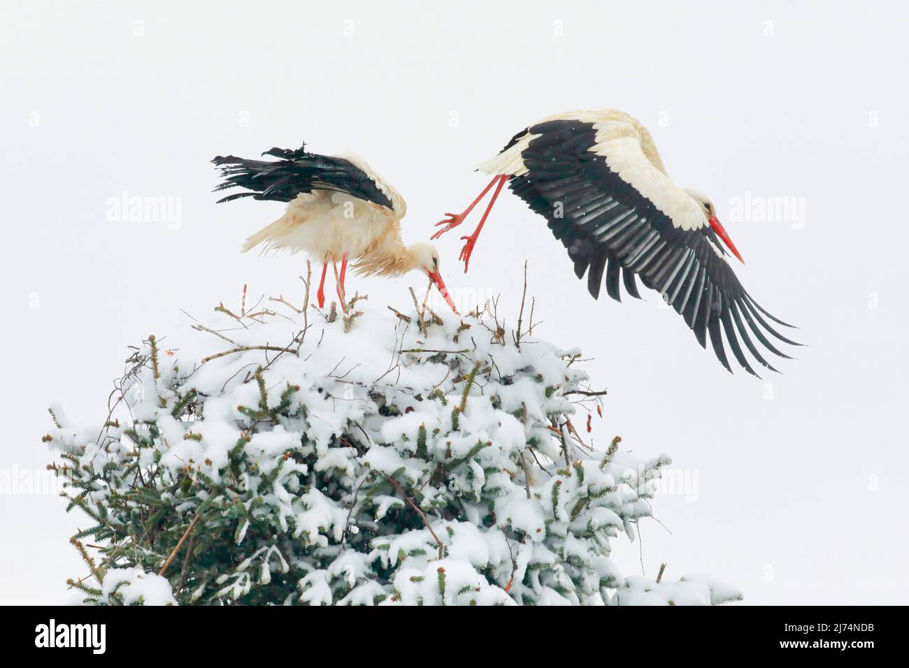 white stork (Ciconia ciconia), pair in a snowstorm in spring, male ...