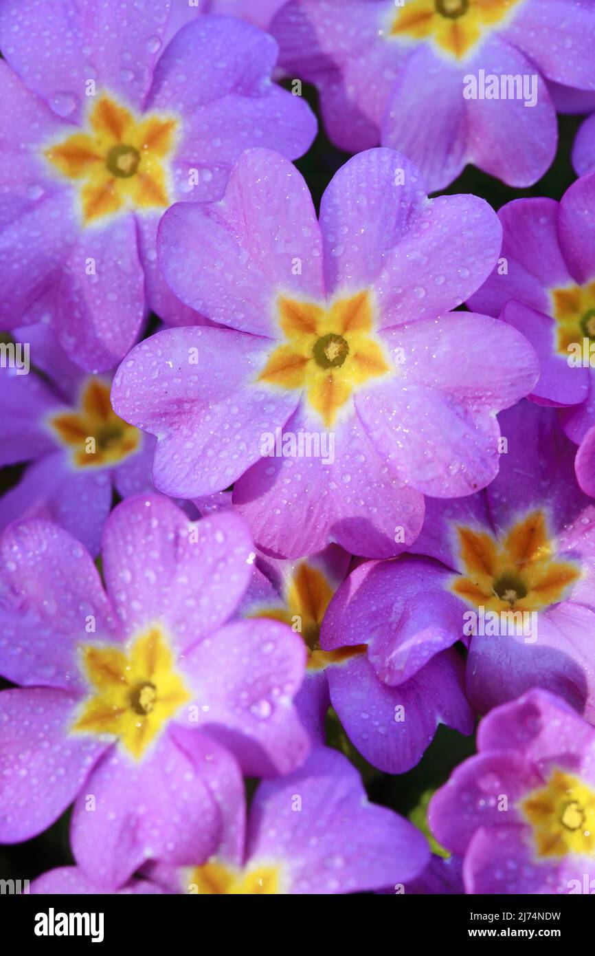 true English primrose (Primula acaulis, Primula vulgaris), flowers with ...
