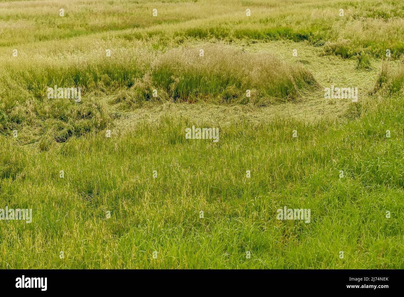 Aerial view of strange circular shapes in a green cultivated field ...