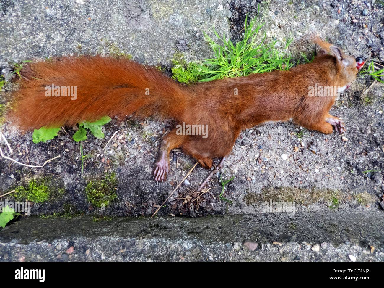 Squirrel roadkill hi-res stock photography and images - Alamy