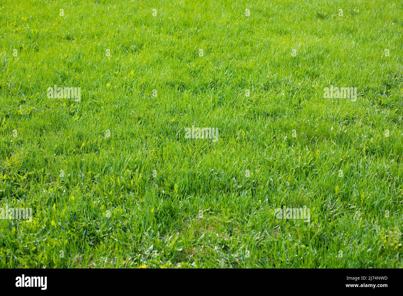 Green lawn on a sunny day, fresh natural grass background lawn grass ...