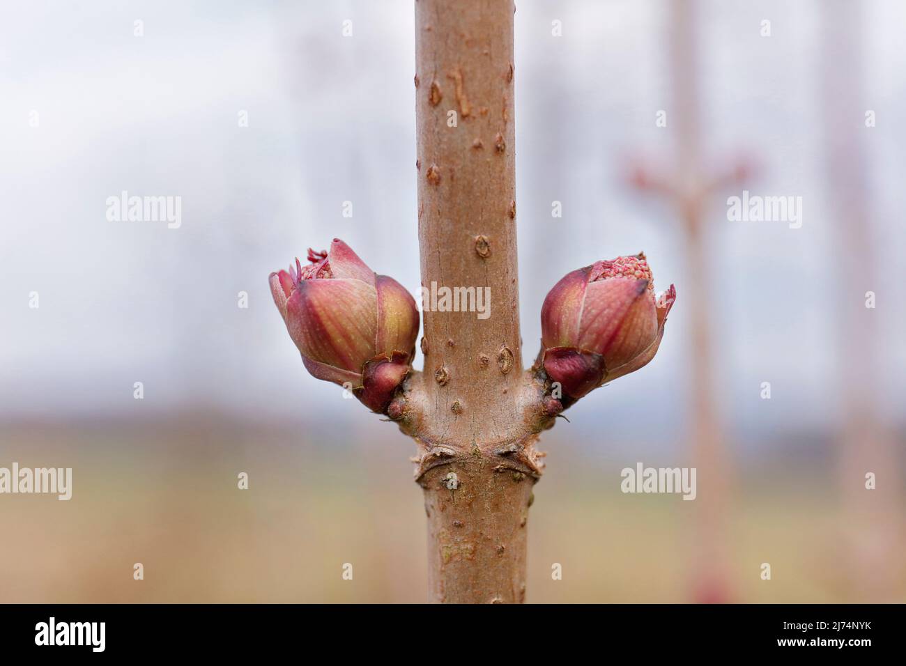 European red elder (Sambucus racemosa), braking flower buds, Germany ...